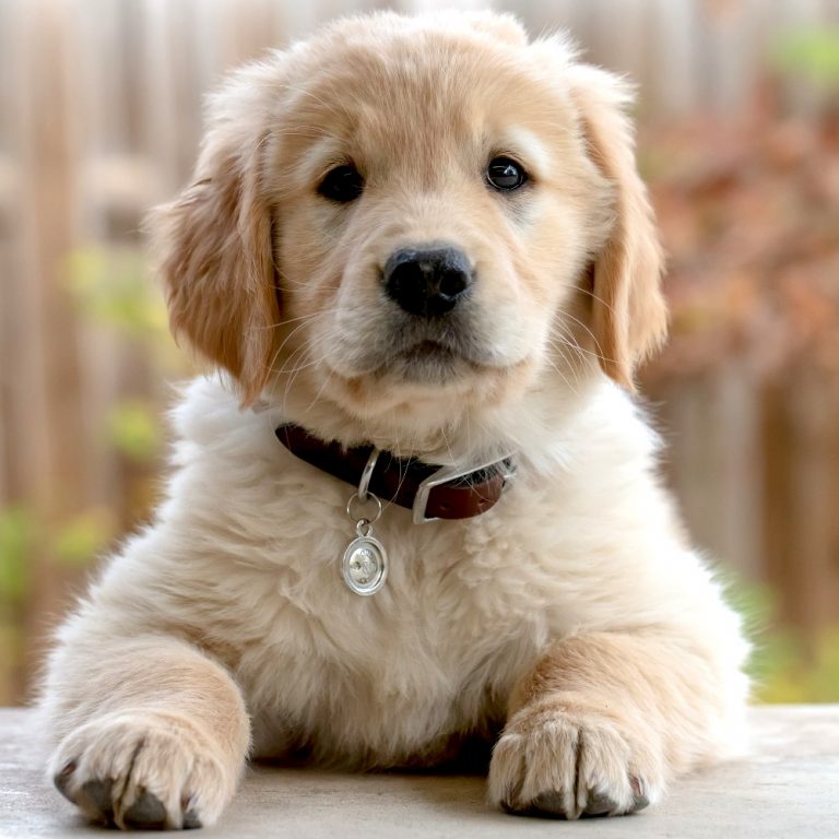 What Animal Welfare Problems Are Associated With Dog Breeding RSPCA what-animal-welfare-problems-are-associated-with-dog-breeding-rspca