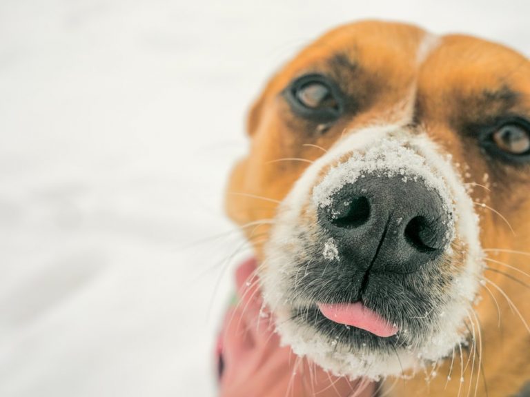 What are the welfare issues associated with narrowed nostrils in dogs ... What are the welfare issues associated with narrowed nostrils in dogs ...